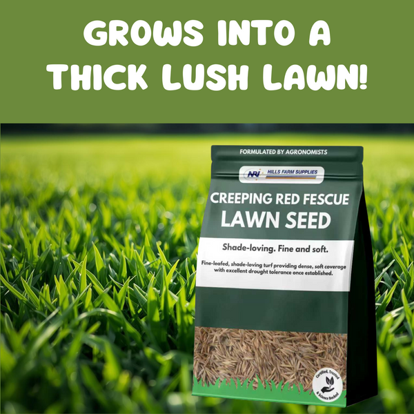 Creeping Red Fescue Lawn Seed for Shade | Hills Farm Supplies