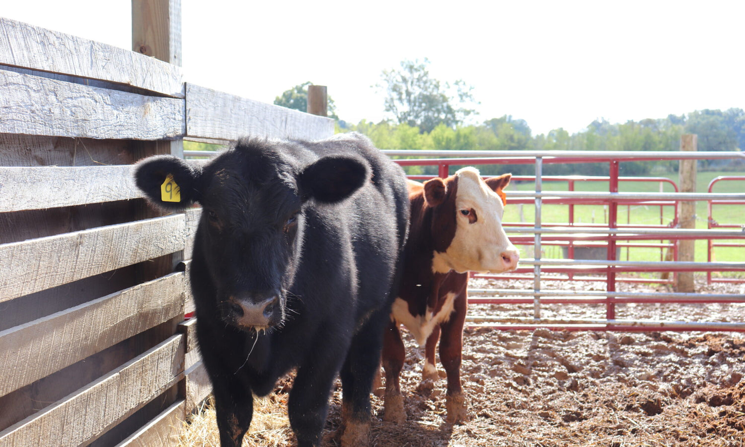 HFS Calf VMP Vitamin Mineral Protein 500 Balancer – Hills Farm Supplies