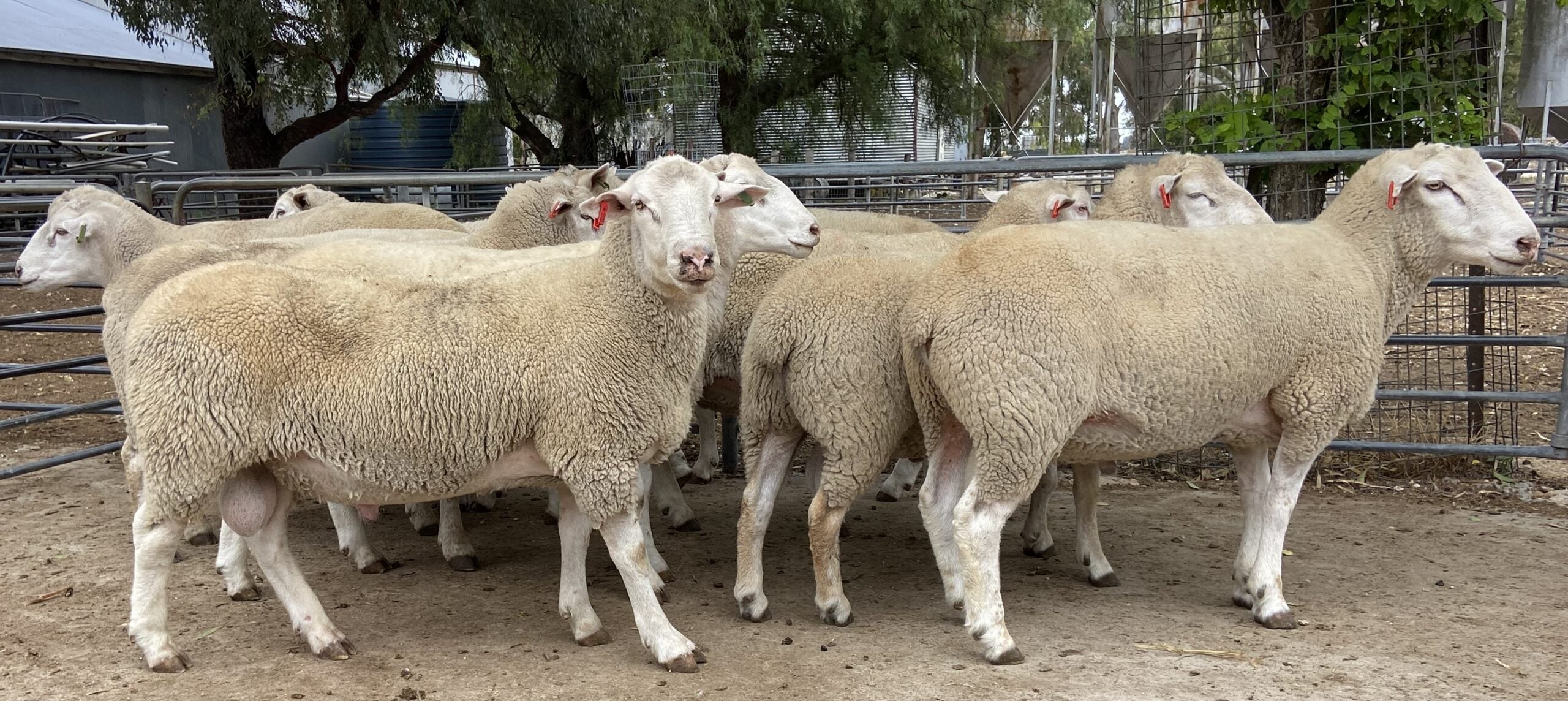 HFS Sheep Stud Ram 200B Protein Balancer – Hills Farm Supplies